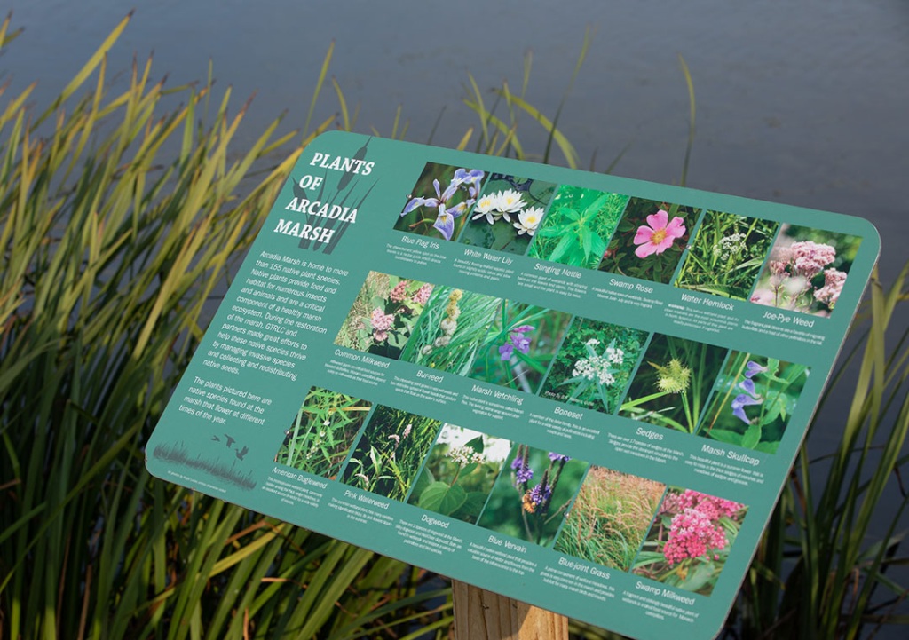 In Northern Michigan, a restored marsh provides many benefits | Mott ...