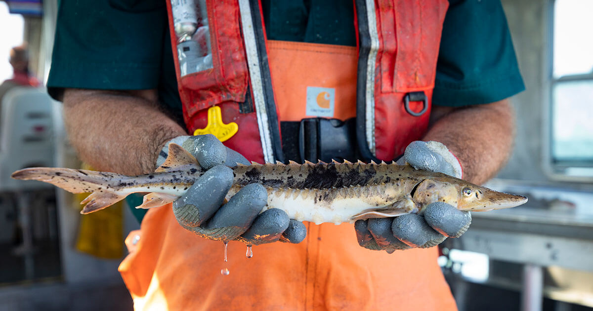 A Flint River sturgeon netted in Saginaw Bay signals progress in ...